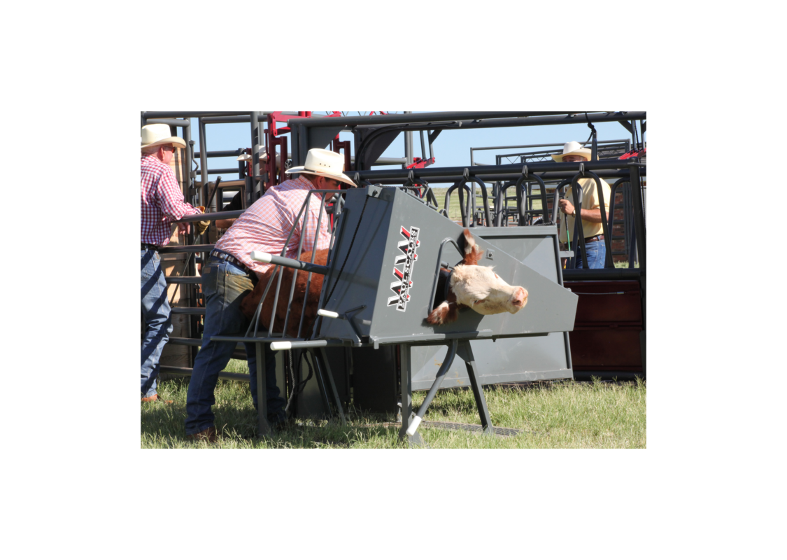 WW2332-200-000 - Beaver Valley Supply - Calf Table (Teco) | RH Brand